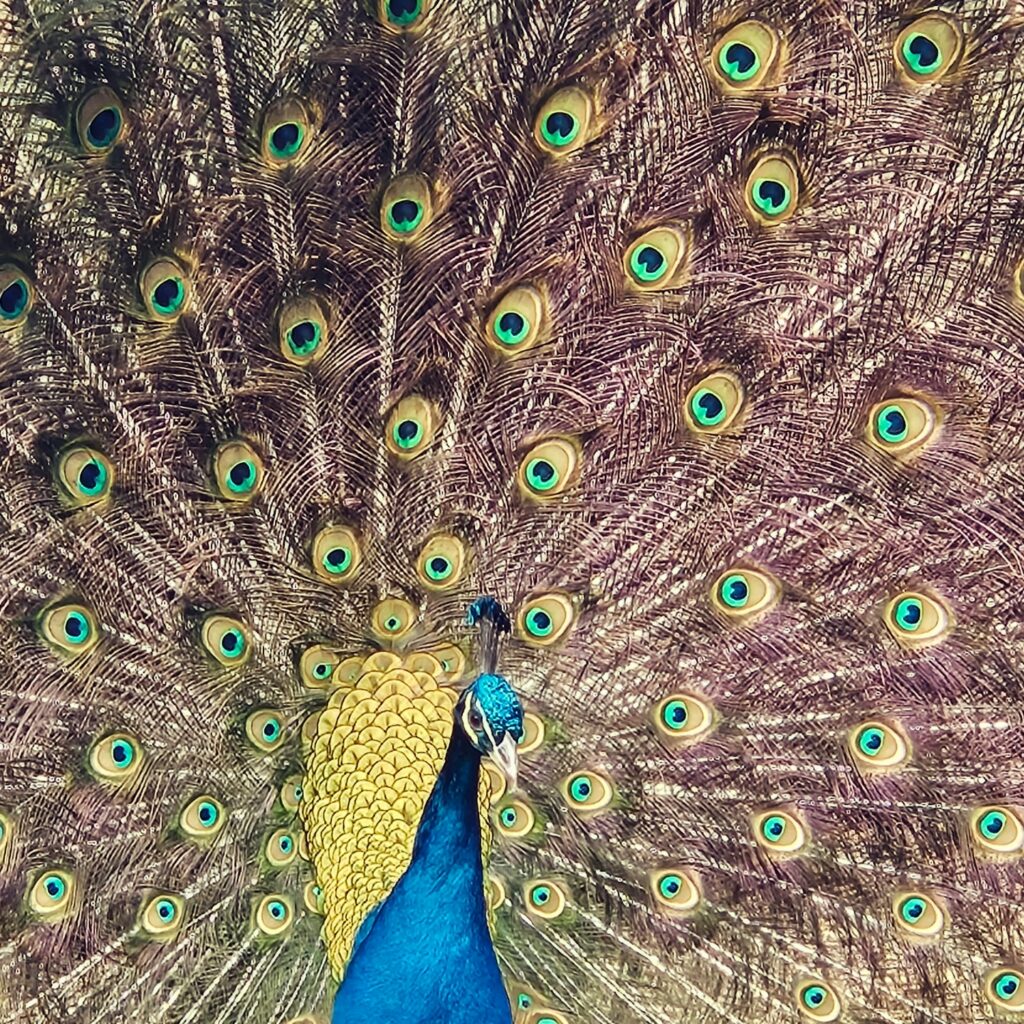 PAON BLEU – Le Ranch aux Paons