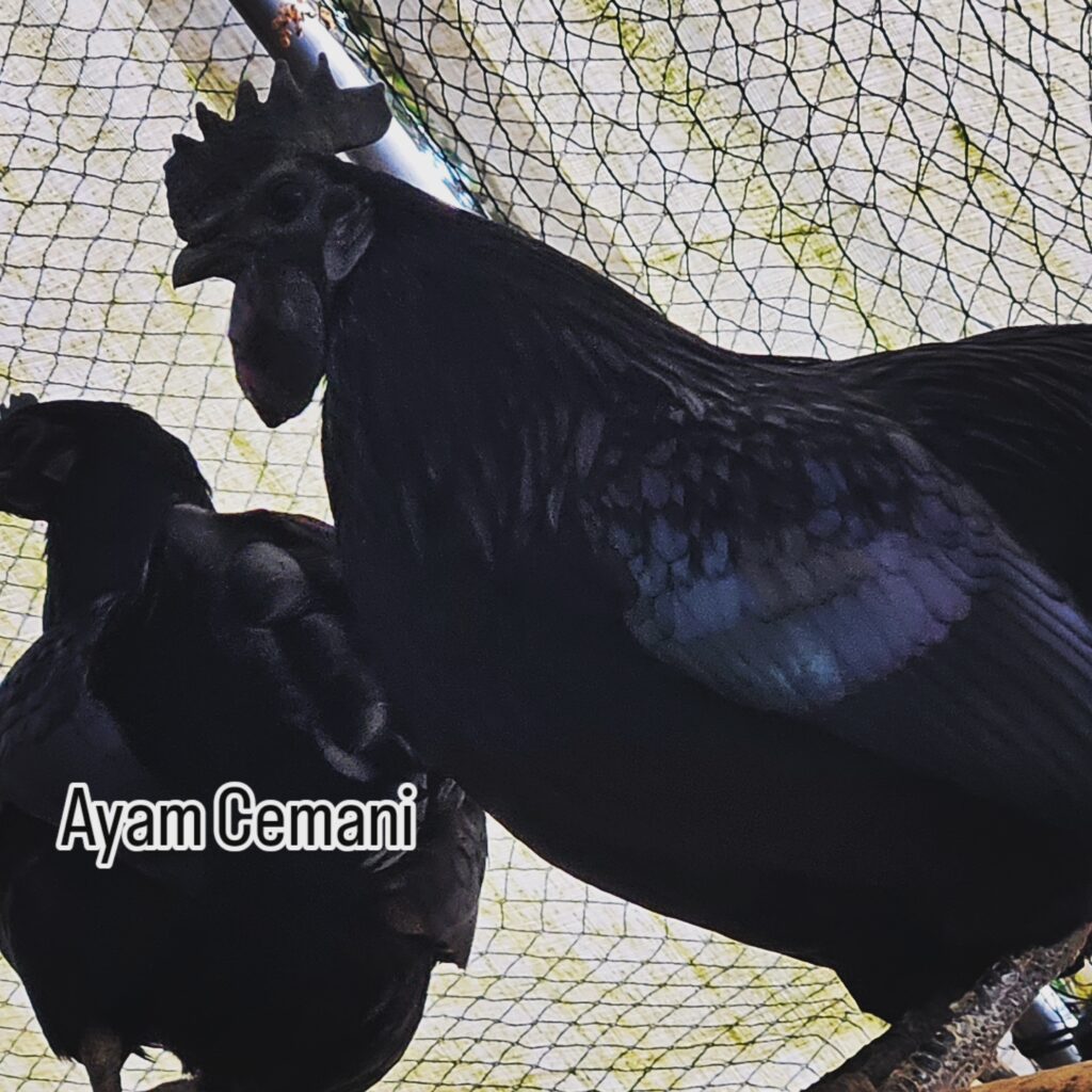 AYAM CEMANI – Le Ranch aux Paons