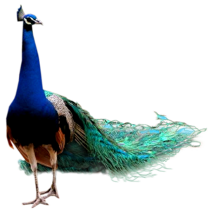 Le Paon : Un Oiseau Majestueux au Ranch aux Paons – Le Ranch aux Paons