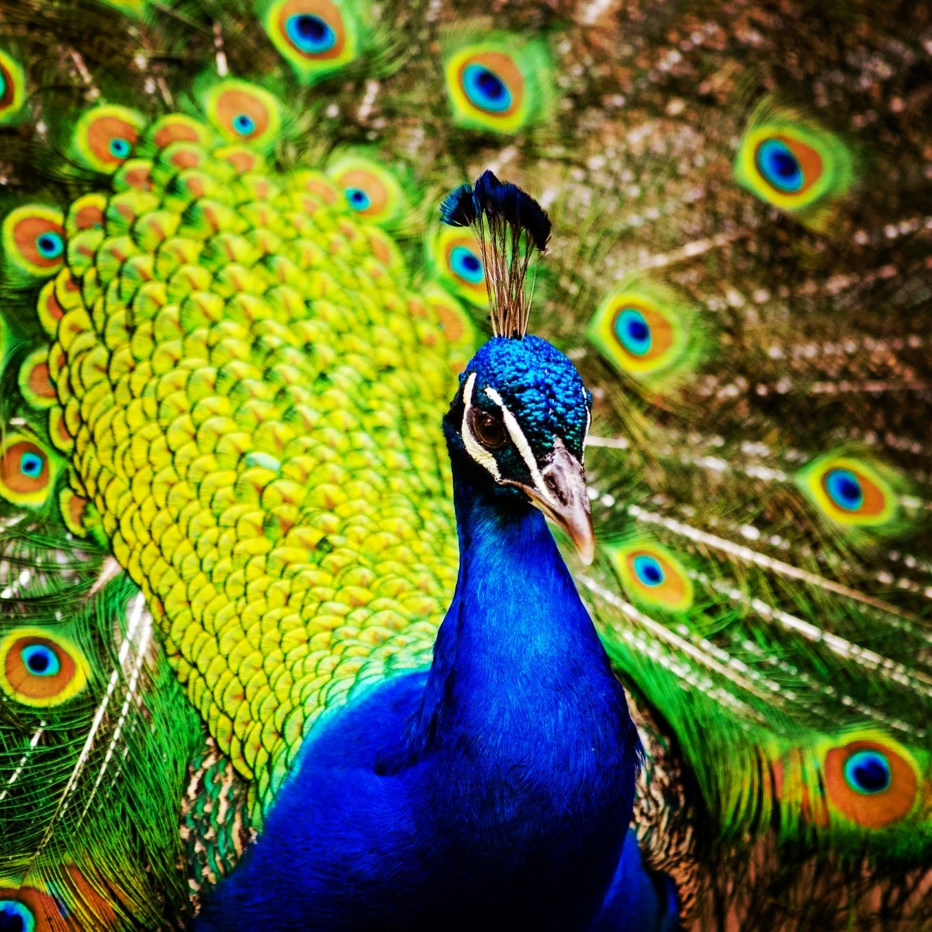 Le Paon : Un Oiseau Majestueux au Ranch aux Paons – Le Ranch aux Paons