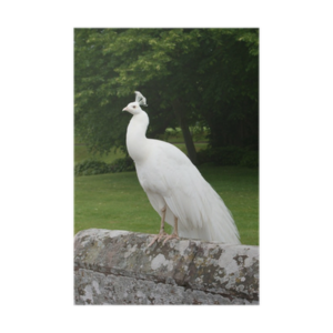 Le Paon : Un Oiseau Majestueux au Ranch aux Paons – Le Ranch aux Paons
